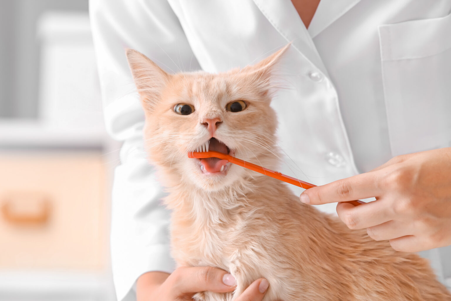 Tryon’s Take on National Pet Dental Health Month: Why Does Dog Breath ...